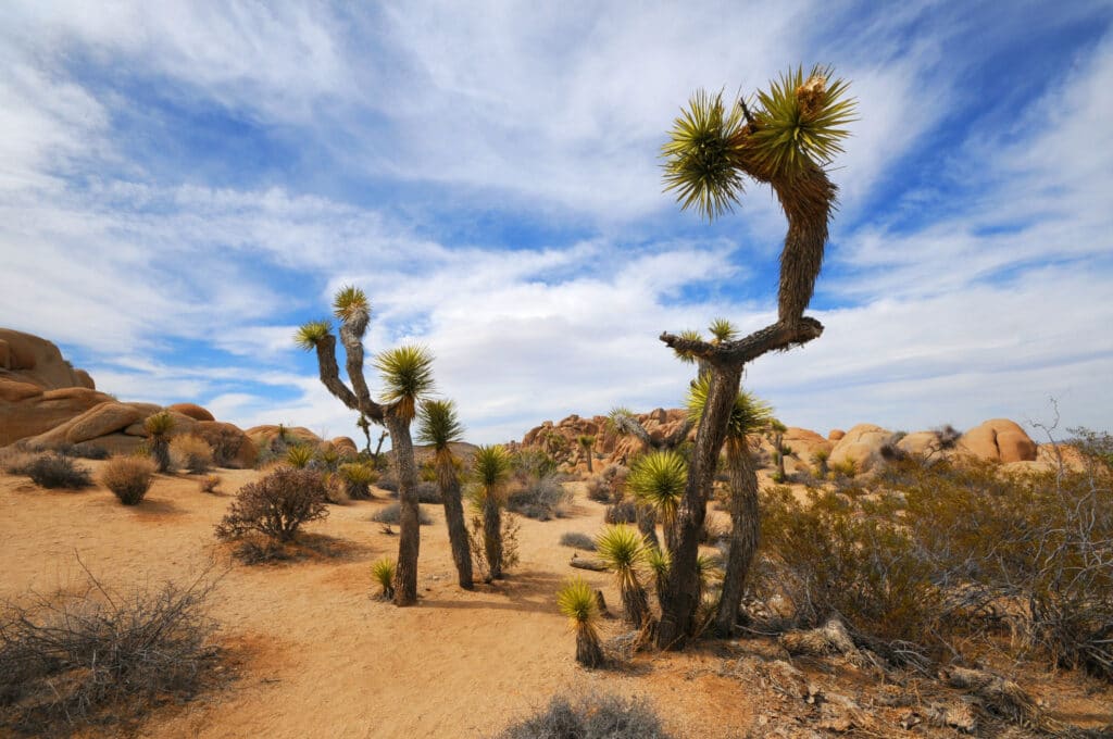 Joshua Tree National Park - Entrance Fee