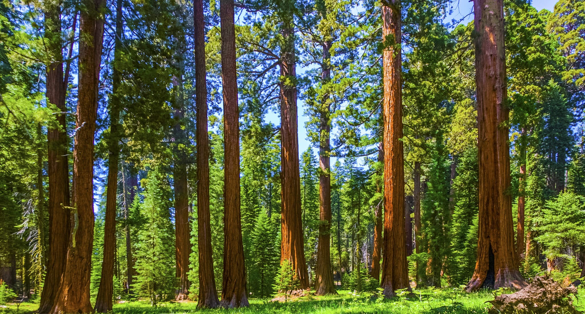 Sequoia National Park - Entrance Fee